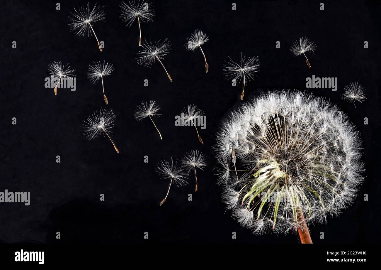 Seeds blowing in the wind hi-res stock photography and images - Alamy