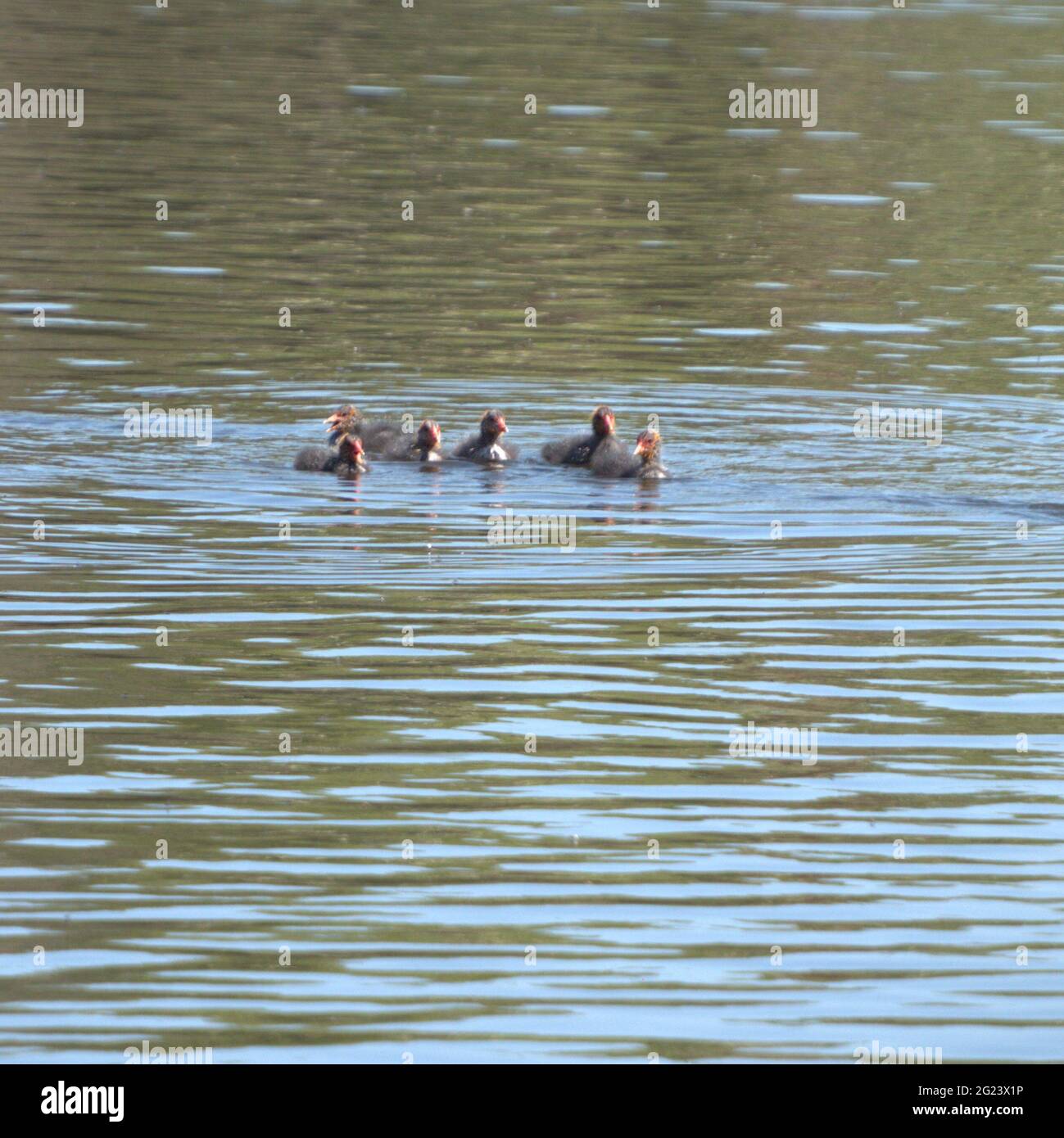Baby coots swimming on a lake Stock Photo - Alamy
