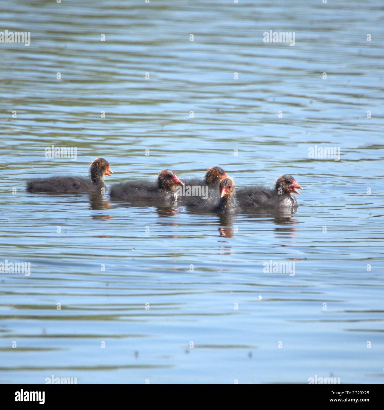 Baby coots swimming on a lake Stock Photo - Alamy