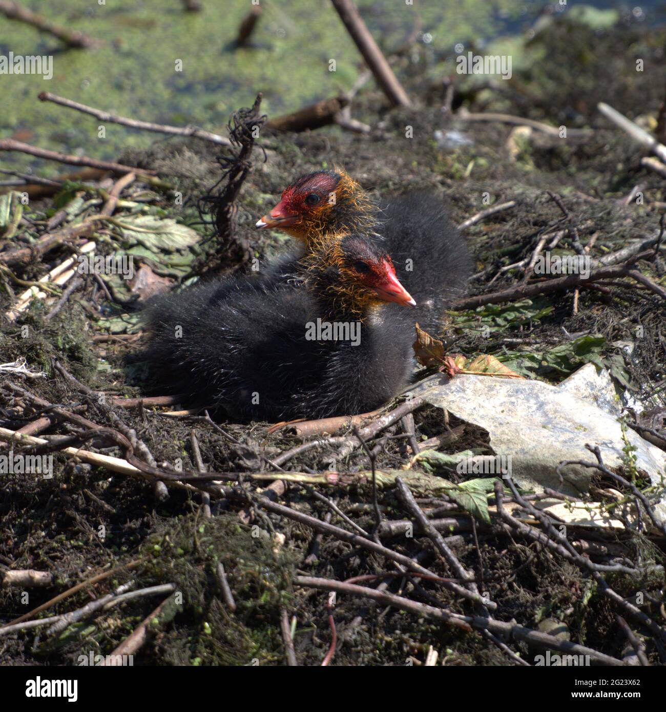 Baby coots in the nest Stock Photo - Alamy