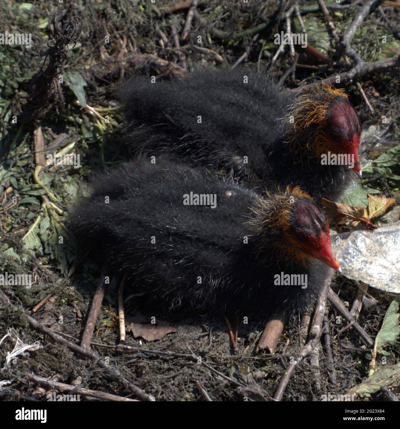 Baby coots in the nest Stock Photo - Alamy