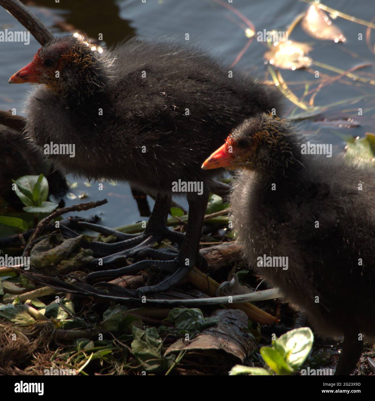 Baby coots in the nest Stock Photo - Alamy
