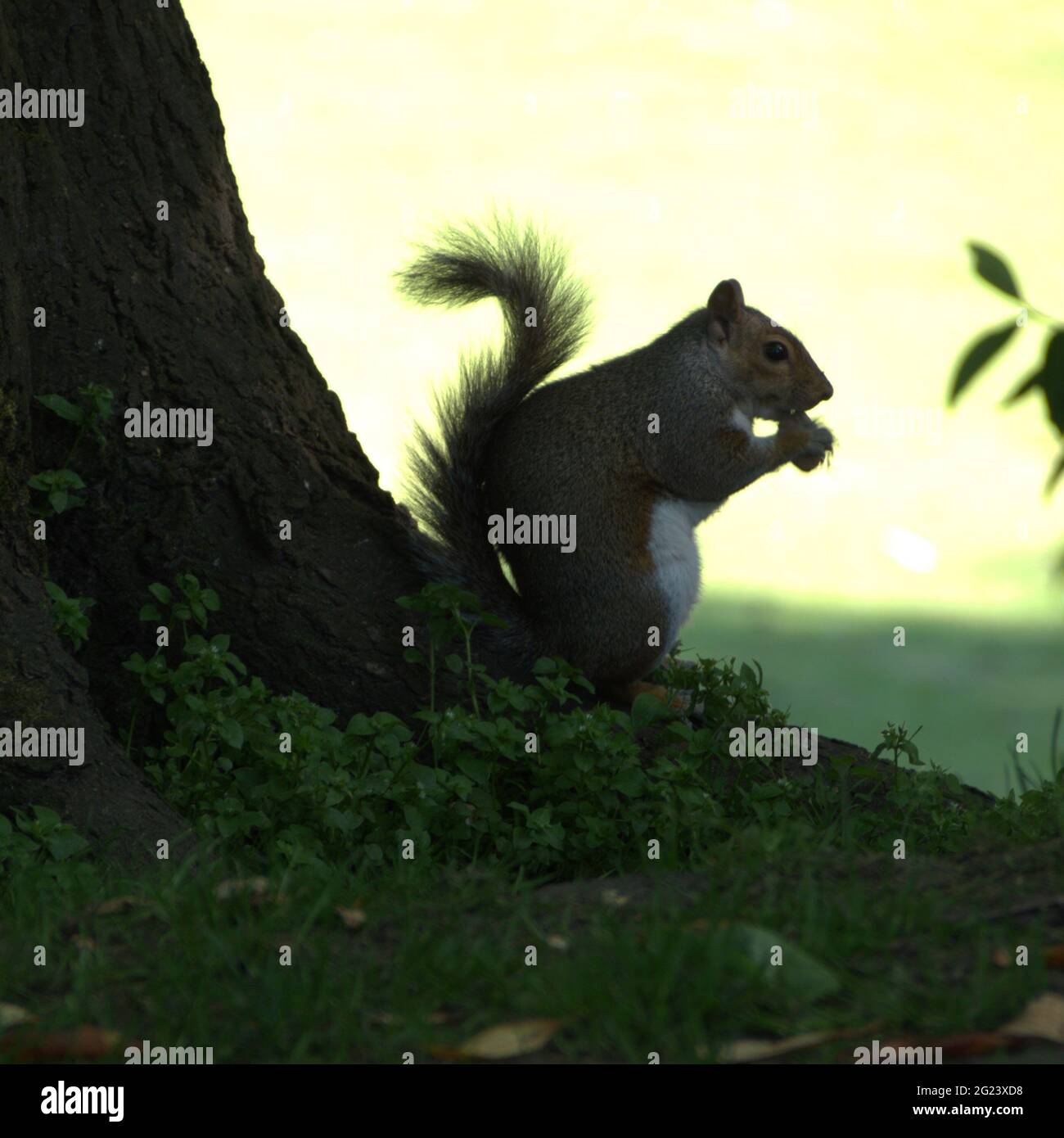 Grey dark drey hi-res stock photography and images - Alamy