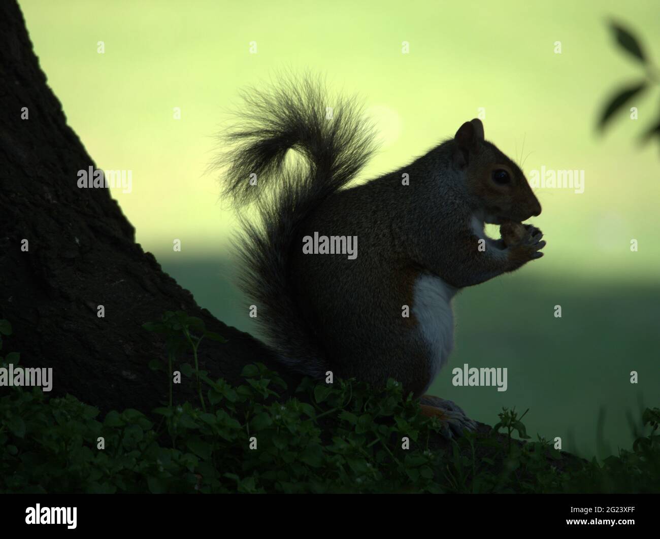 Nut buriers hi-res stock photography and images - Alamy