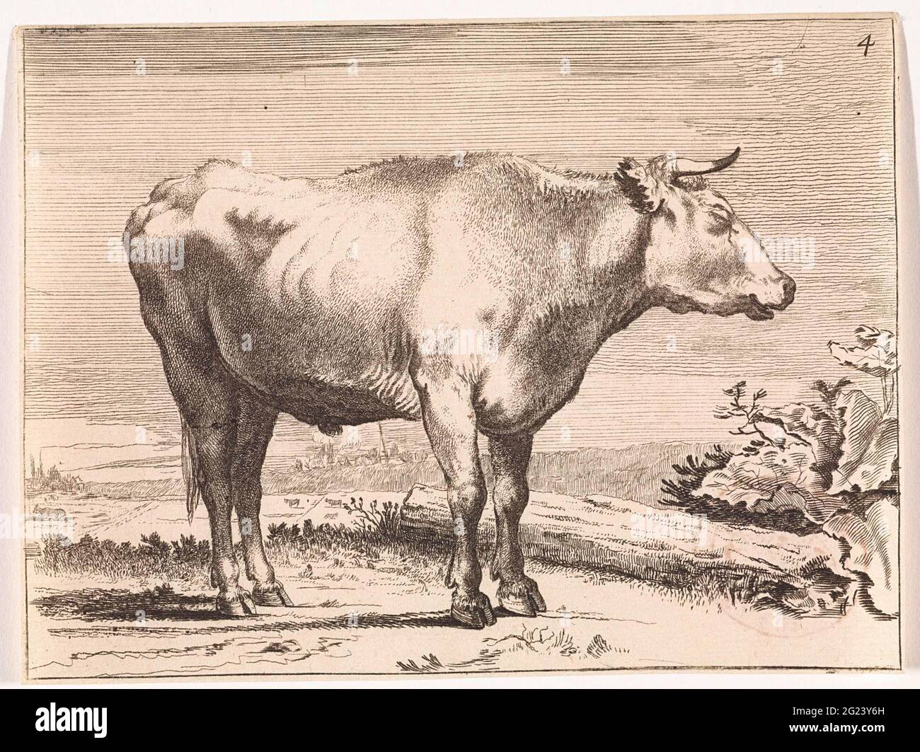 Standing ox, right; Oxen and cows Stock Photo - Alamy