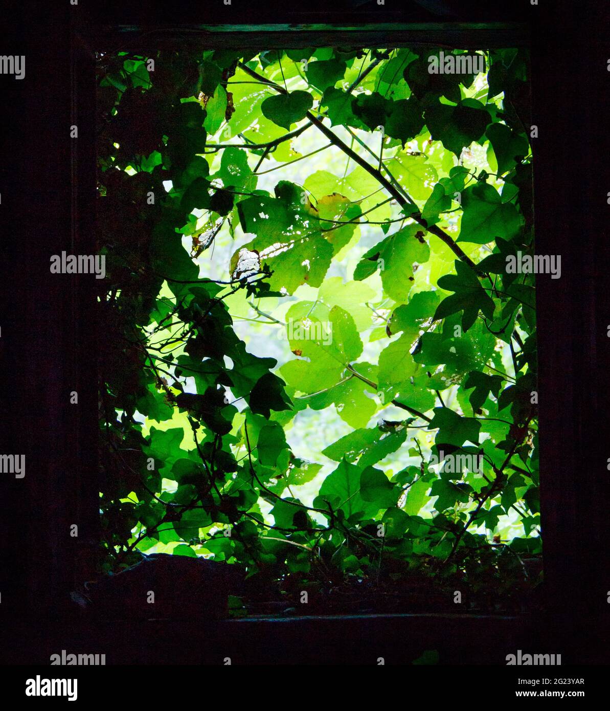 Plants around a window hi-res stock photography and images - Alamy