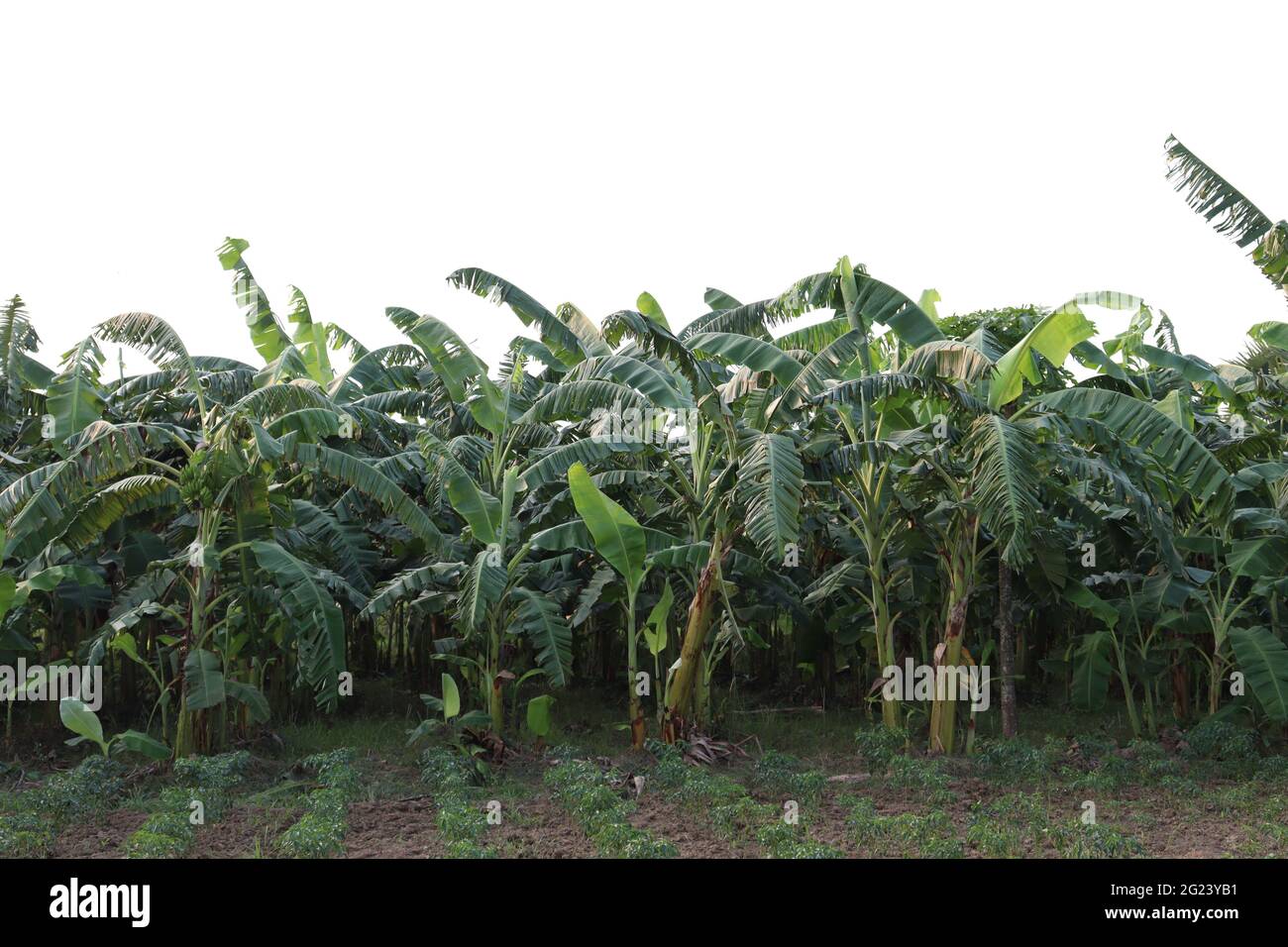 banana tree stock on farm for harvest and sell Stock Photo - Alamy