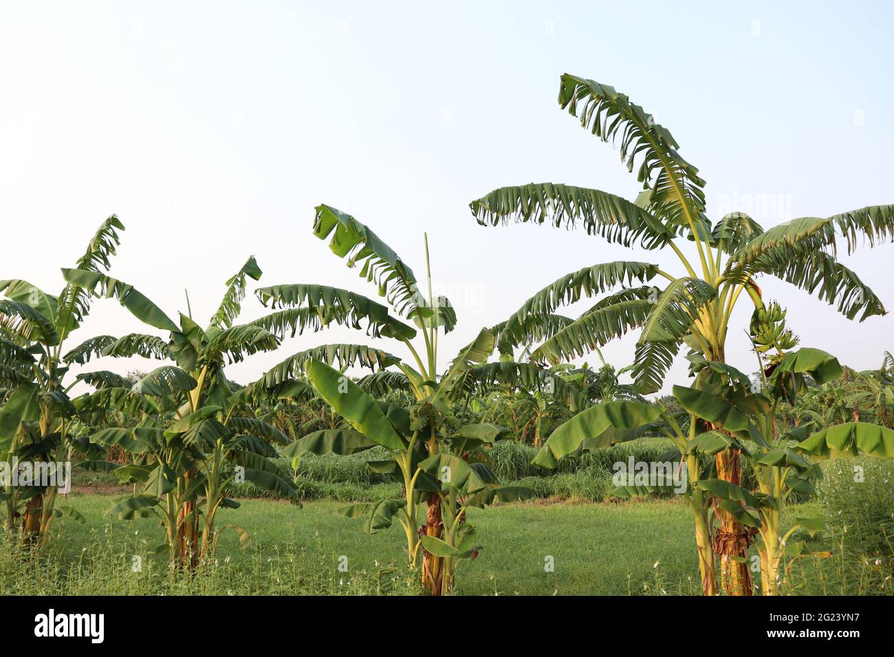 banana tree stock on farm for harvest and sell Stock Photo - Alamy