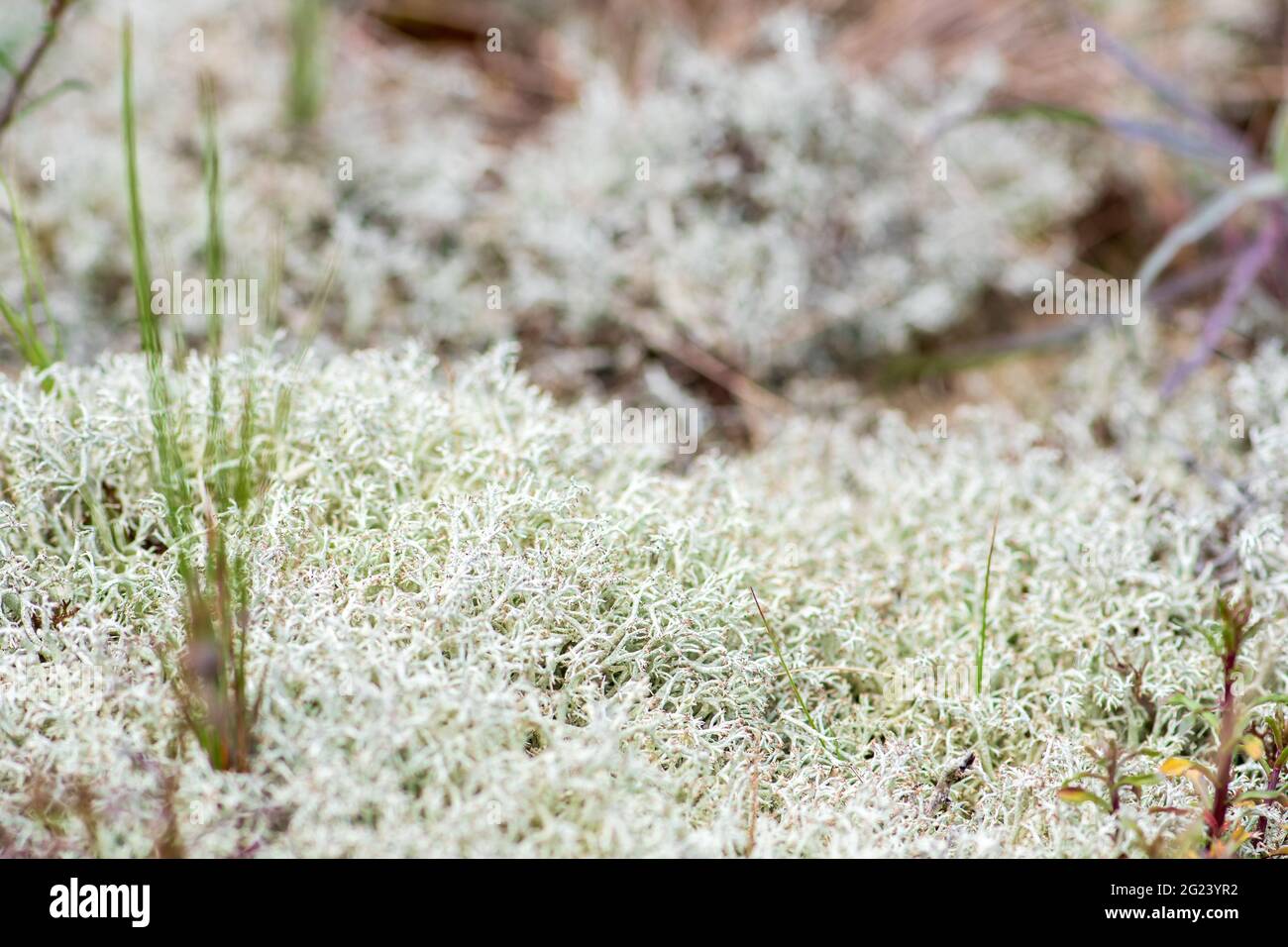White moss or musk among the sand of desert dunes Stock Photo - Alamy