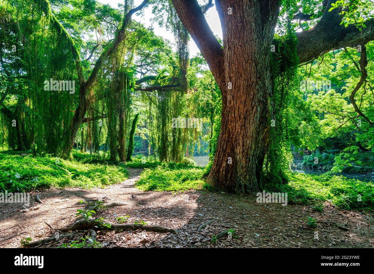 Almendares river hi-res stock photography and images - Alamy