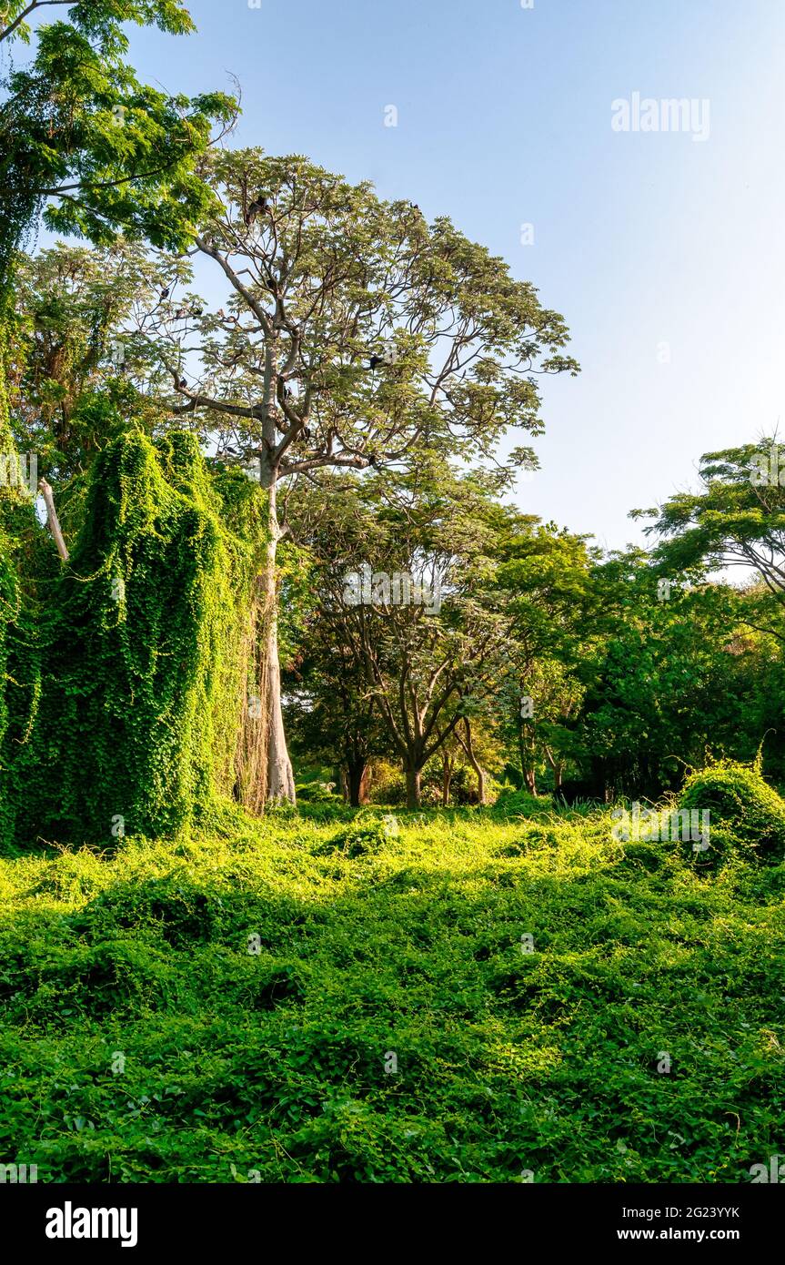 Almendares River Park, Havana, Cuba Stock Photo - Alamy