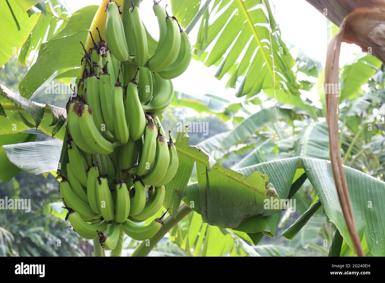 healthy raw banana bunch on tree in firm for harvest Stock Photo - Alamy