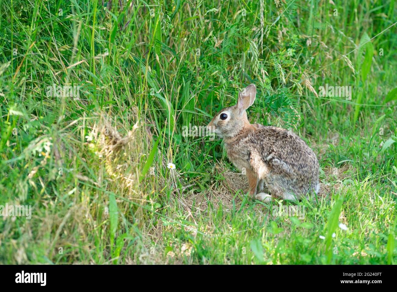 Italy, Lombardy, Crema, Parco del Serio, Eastern Cottontail Rabbit ...
