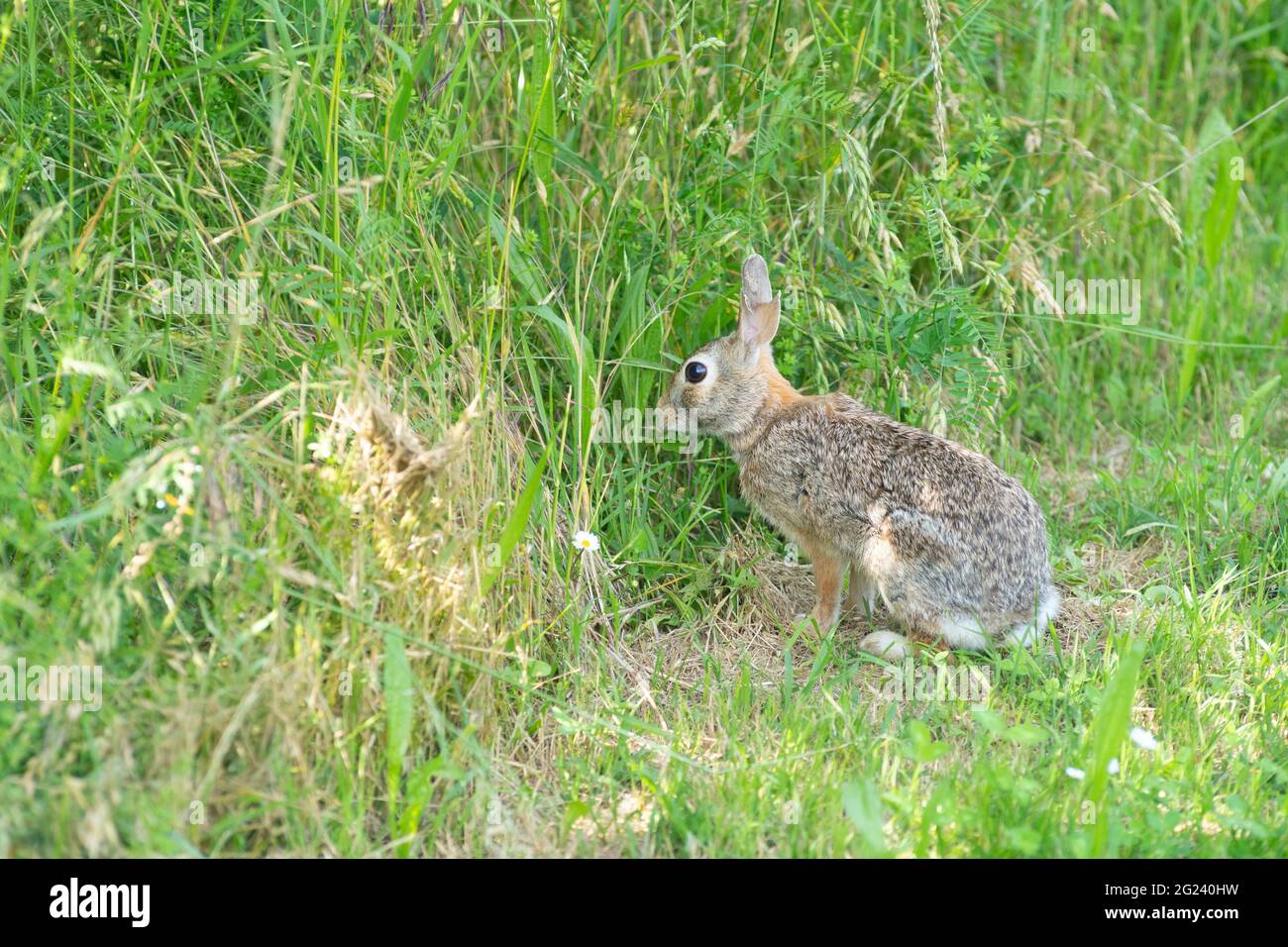 Italy, Lombardy, Crema, Parco del Serio, Eastern Cottontail Rabbit ...