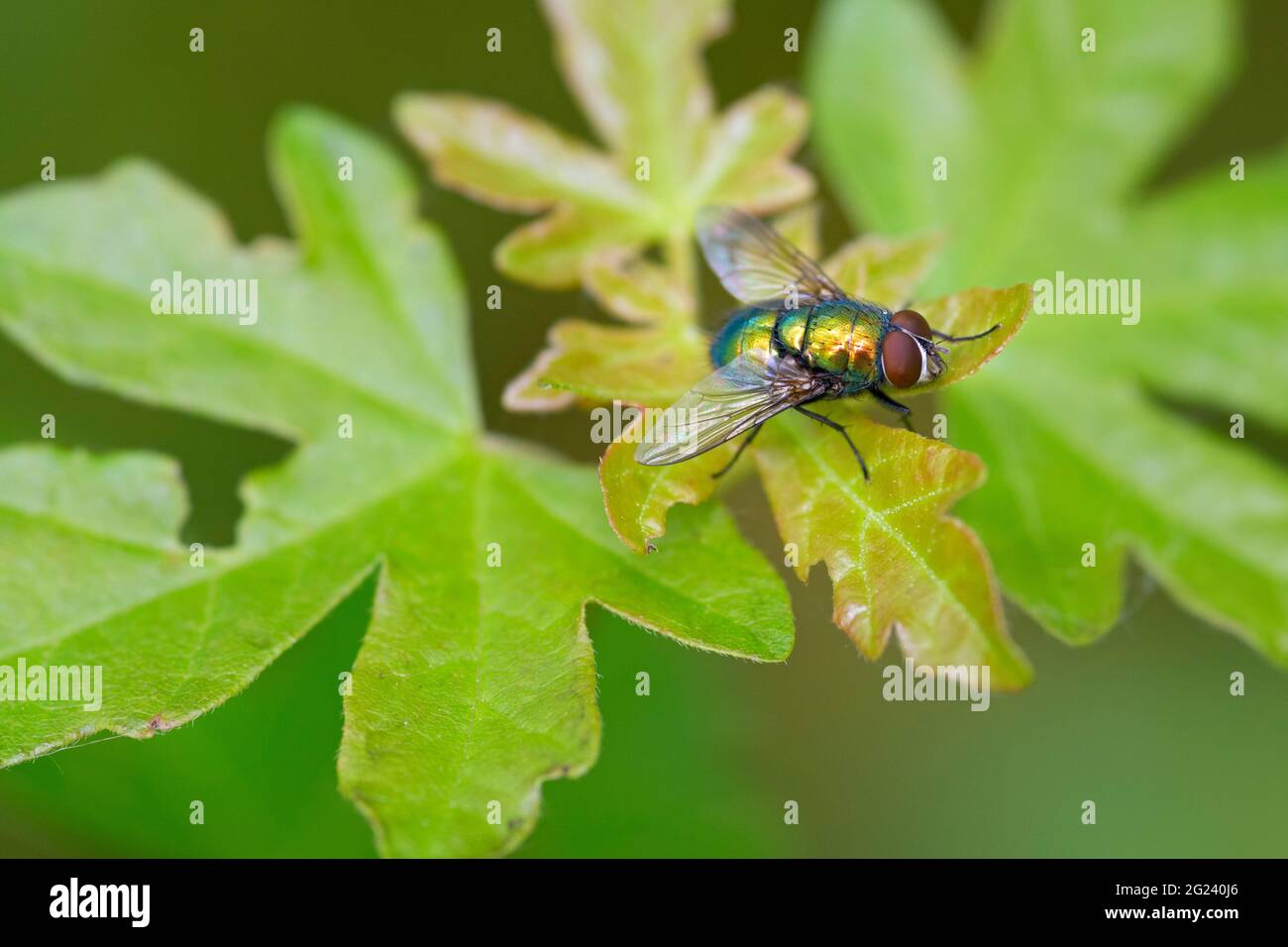 Shiny Golden Greenbottle Fly Sitting on a Leaf Stock Photo - Alamy
