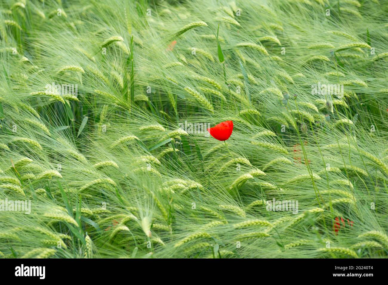 Italy, Lombardy, Countryside near Cremona, Poppy Flower in The Grain ...
