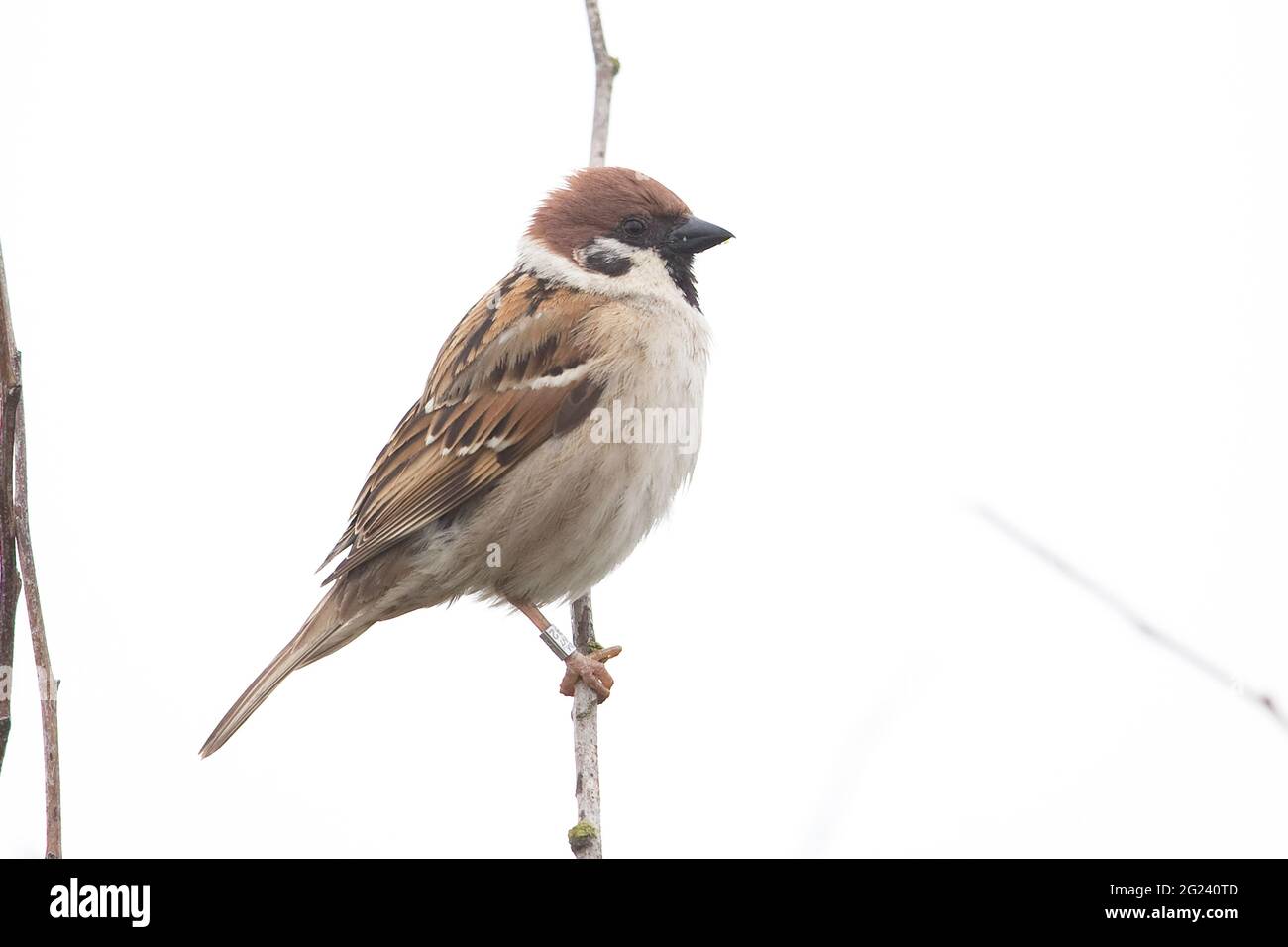 Tree sparrows great britain hi-res stock photography and images - Alamy