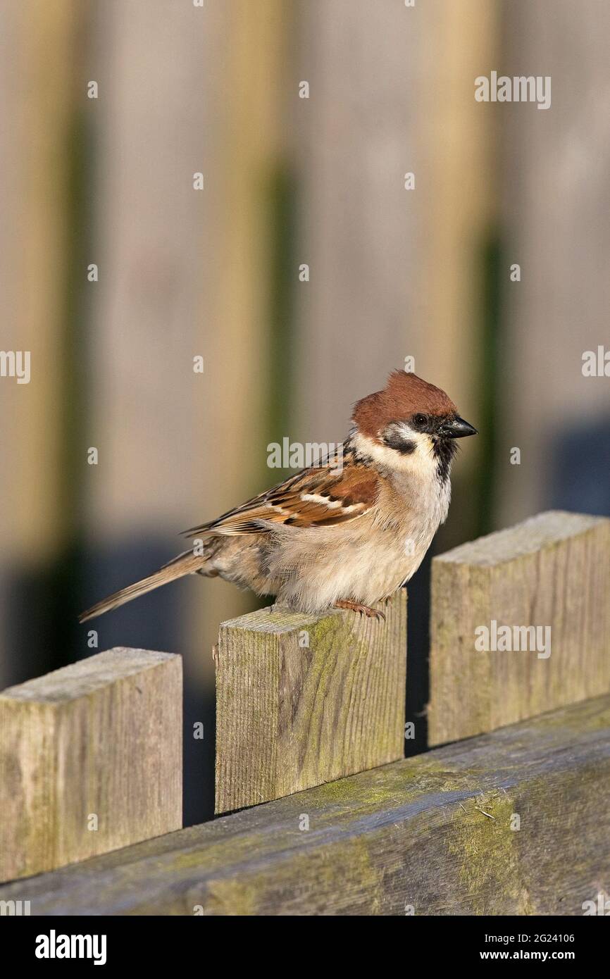 Tree Sparrow (Passer montanus Stock Photo - Alamy