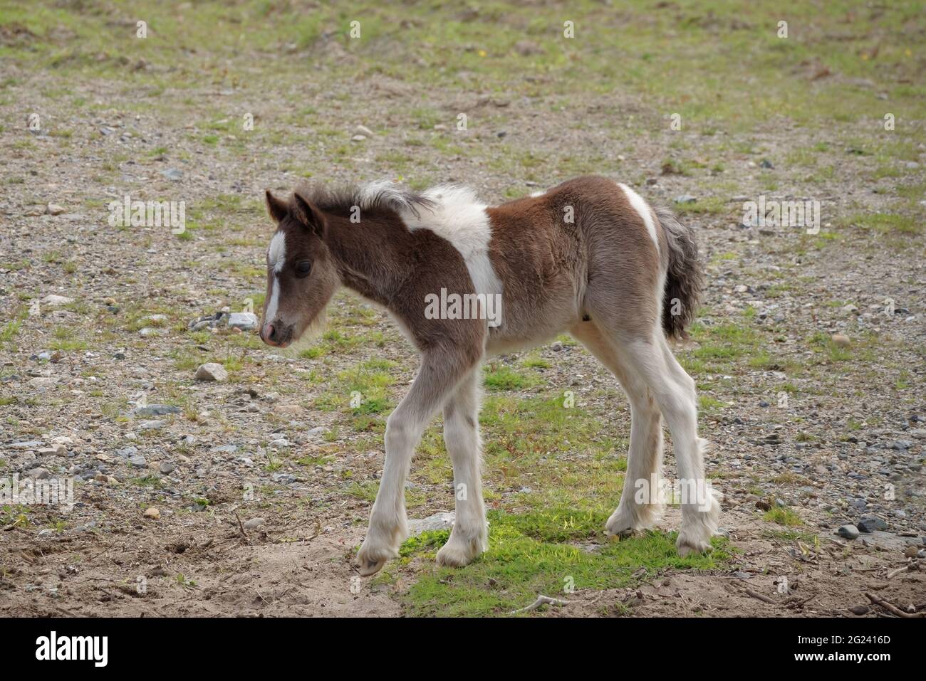 Skewbald Irish cob foal walks in the pasture Stock Photo - Alamy