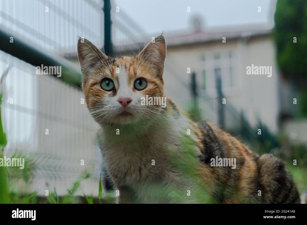 Cute mix breed cat hi-res stock photography and images - Alamy