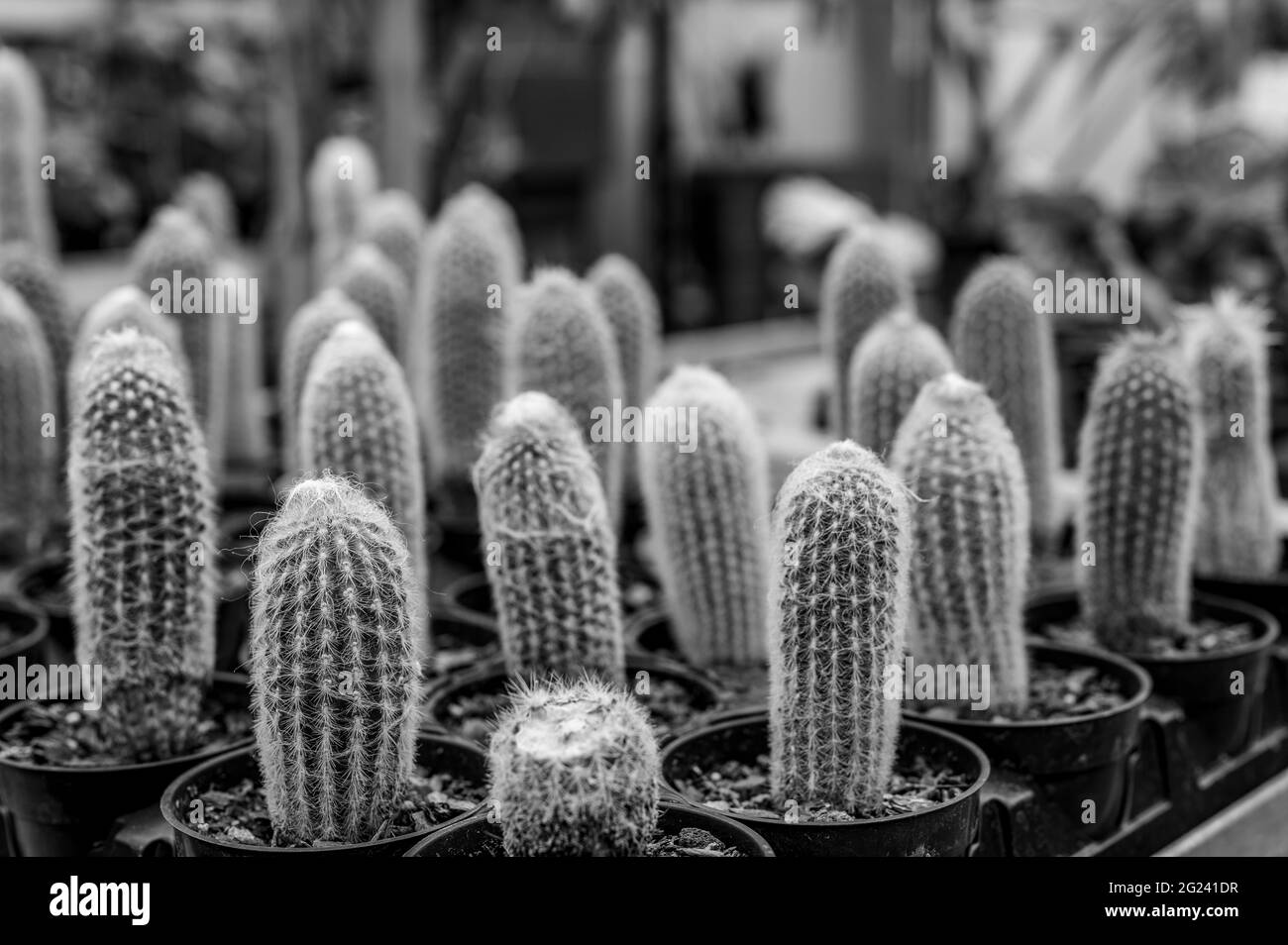 Cacti hobby Black and White Stock Photos & Images - Alamy