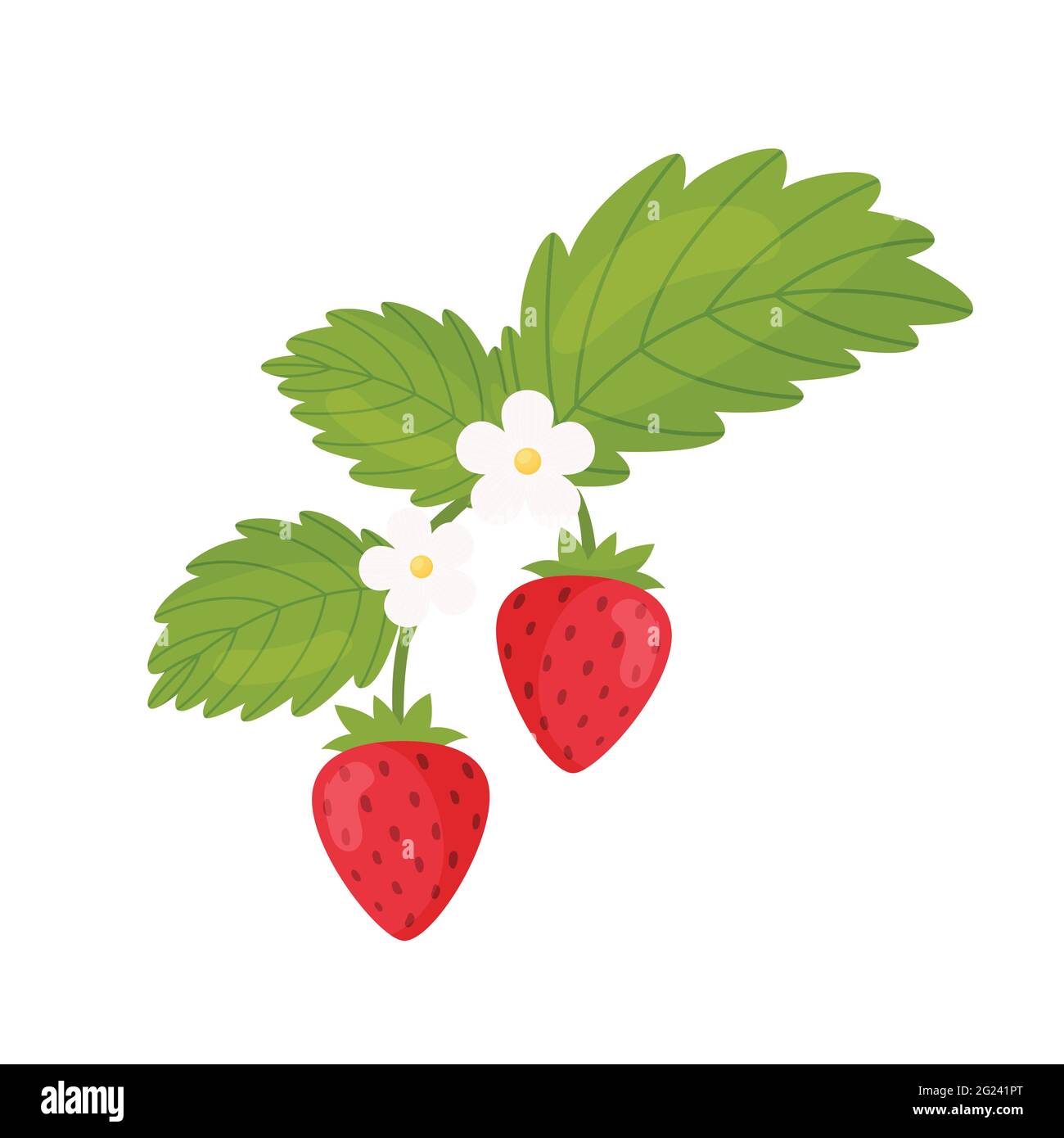Blossom strawberry branch. Vector illustration Stock Vector Image & Art ...