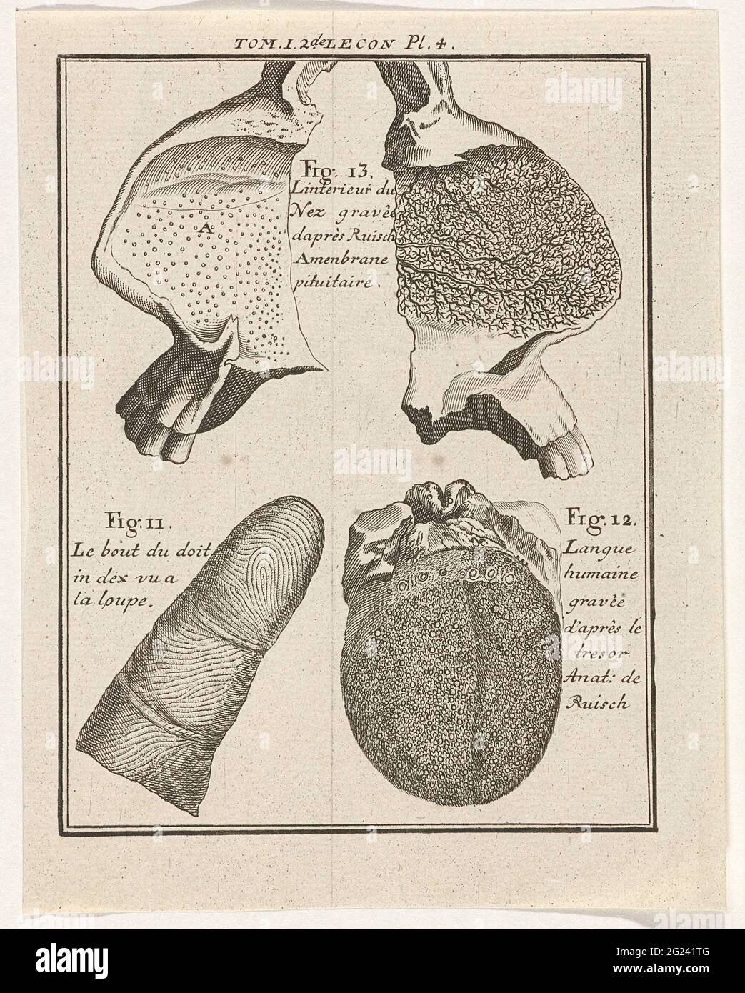 Anatomical representation of the tongue, nose and forefinger ...