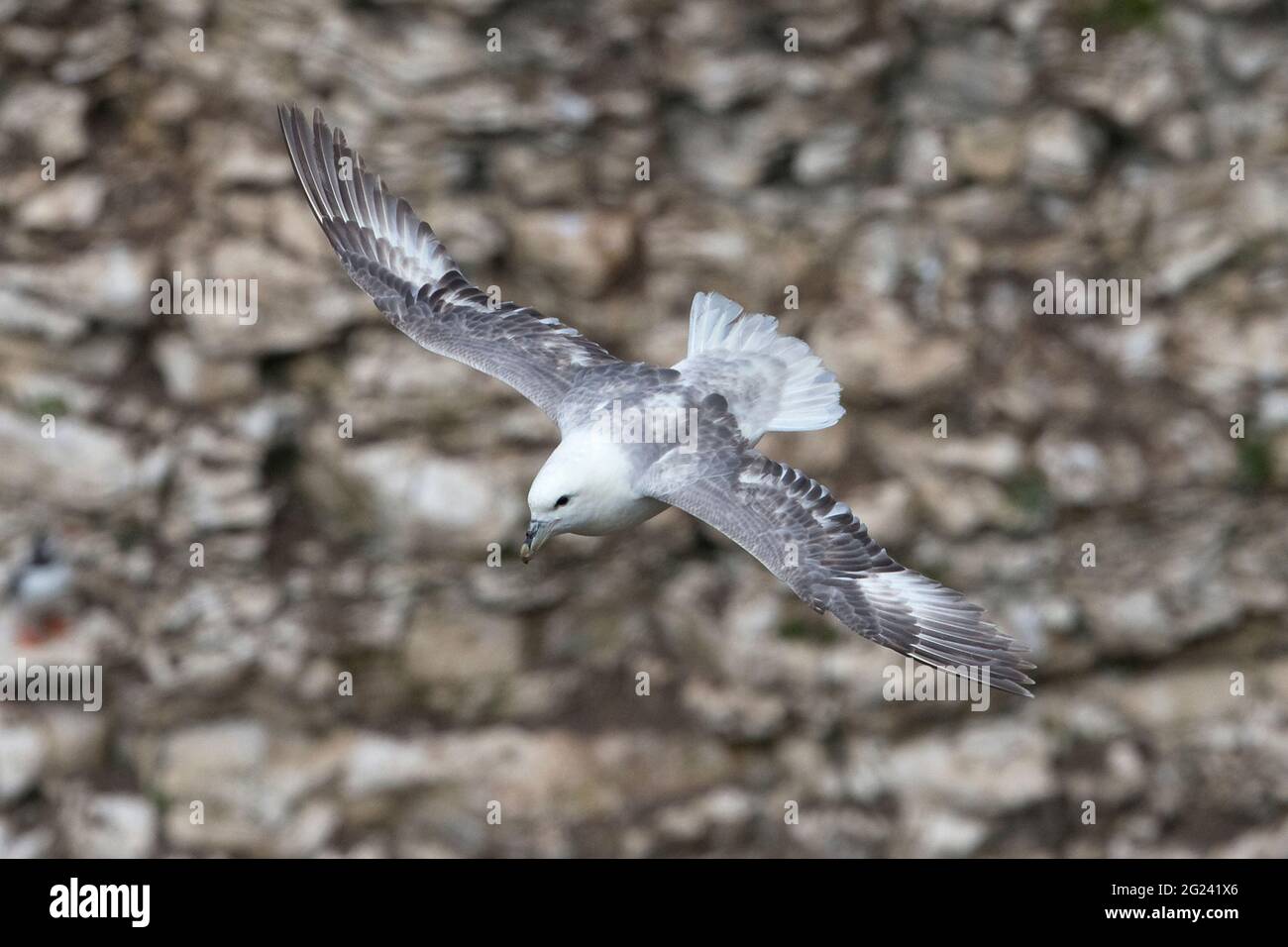 Fulmar (Fulmarus glacialis) flying Stock Photo - Alamy