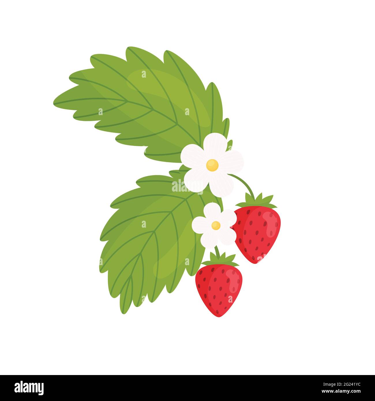 Blossom strawberry branch. Vector illustration Stock Vector Image & Art ...