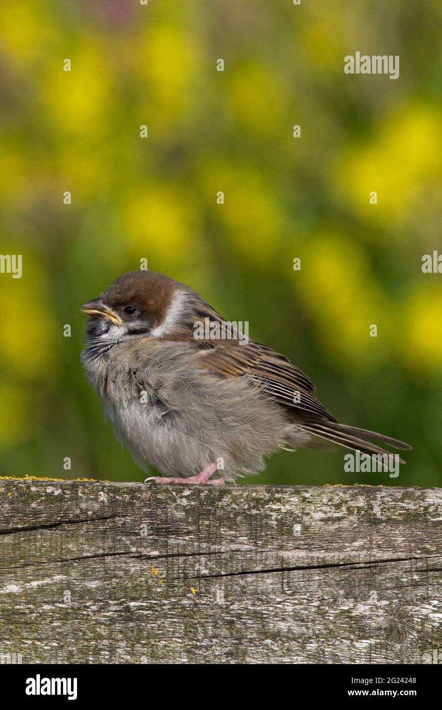 Tree Sparrow (Passer montanus Stock Photo - Alamy