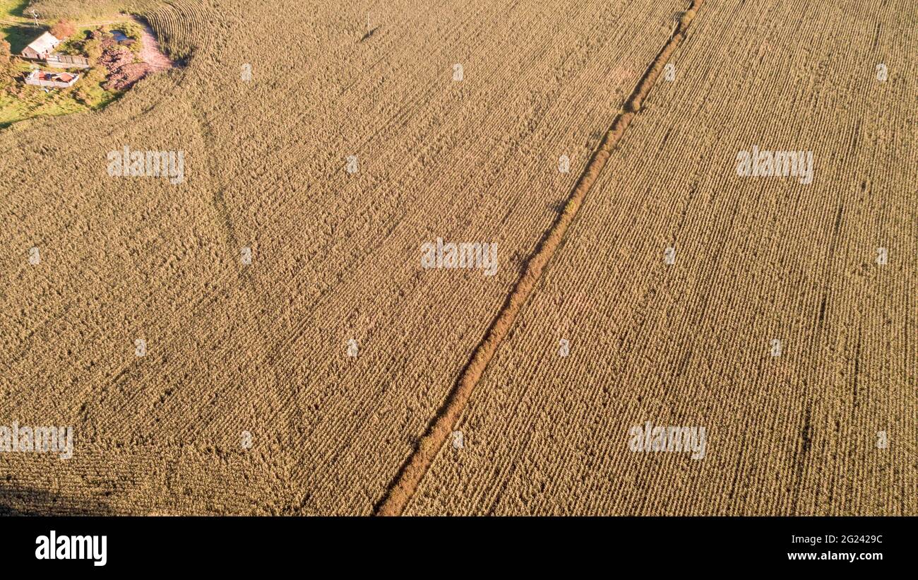 Maize field aerial hi-res stock photography and images - Alamy