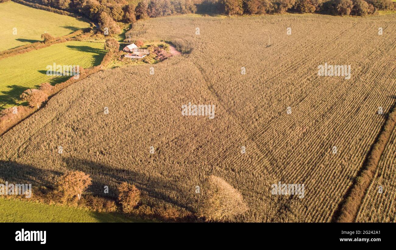 Aerial view of maize field, Carmarthenshire, Wales, UK Stock Photo - Alamy
