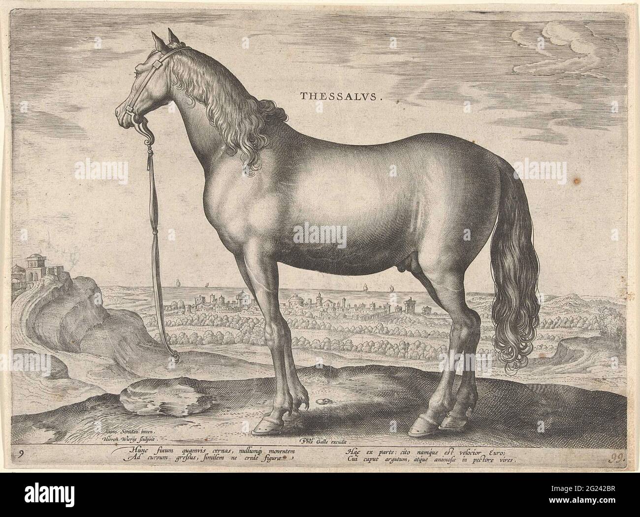 Thessalian horse hi-res stock photography and images - Alamy