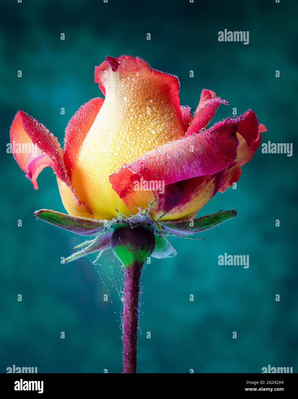 Yellow rose starting to bloom hi-res stock photography and images - Alamy