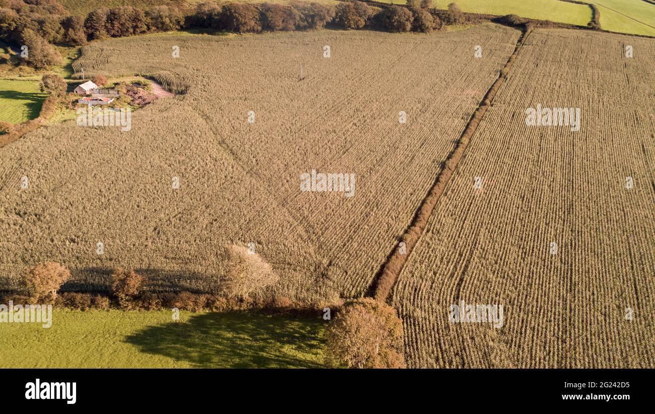 Aerial view of maize field, Carmarthenshire, Wales, UK Stock Photo - Alamy