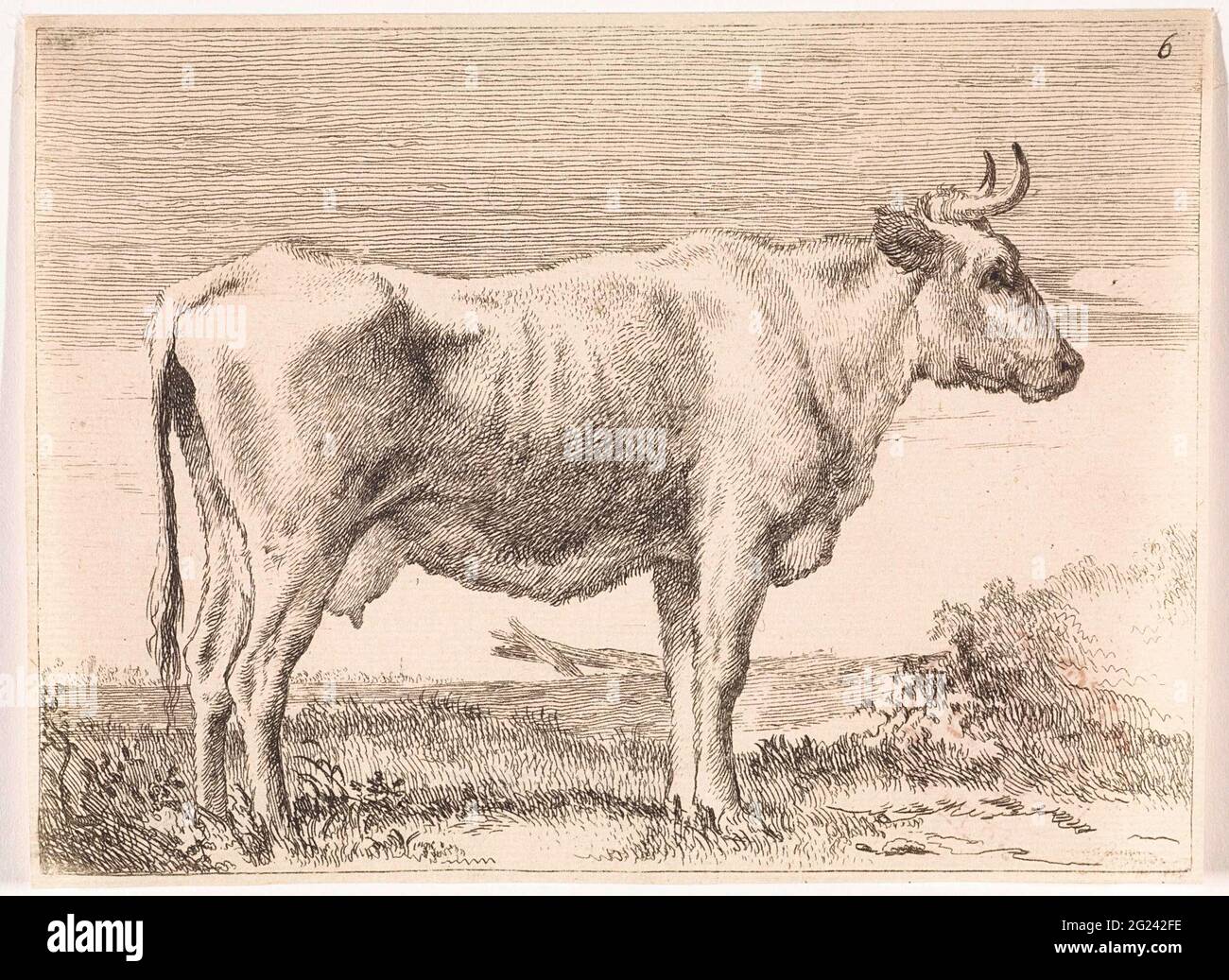 Standing cow; Oxen and cows Stock Photo - Alamy