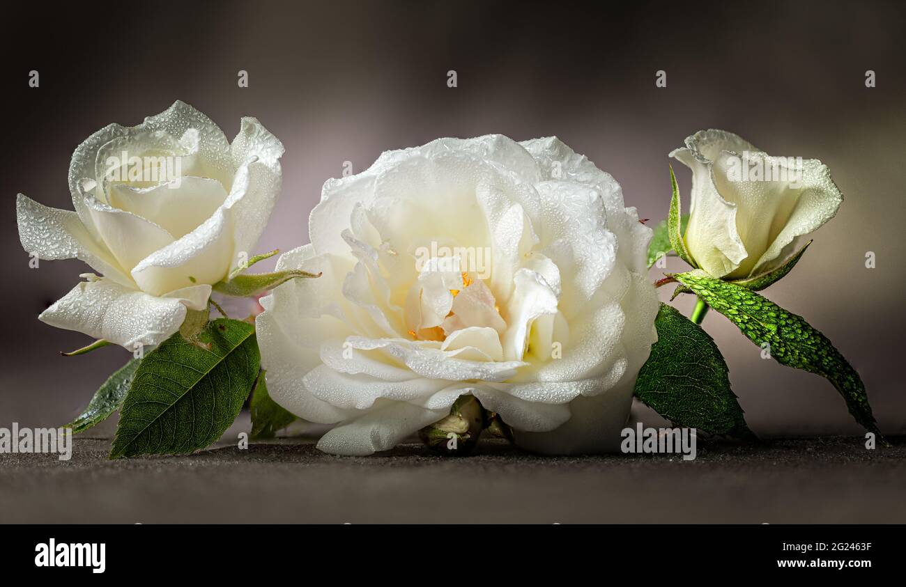 bunch of white rose Stock Photo - Alamy