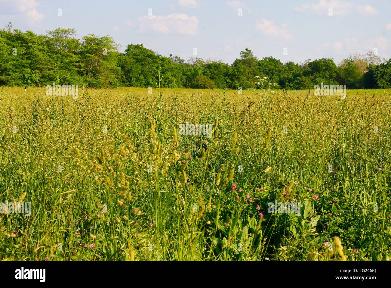 Agricultural Field Full of Grasses and Plants Stock Photo - Alamy