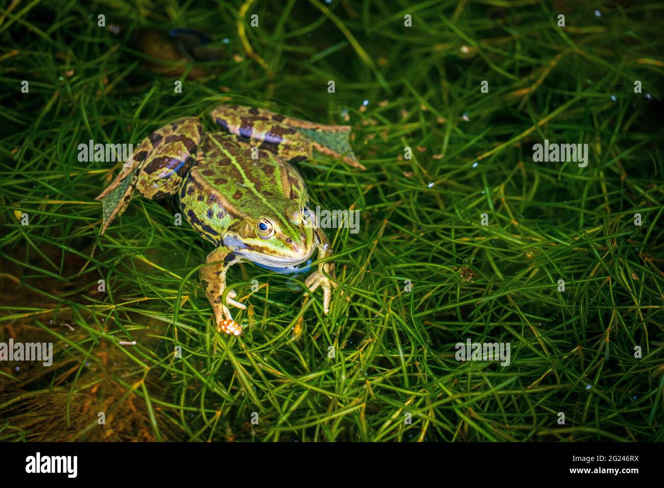 Calling pond frog in the water Stock Photo - Alamy