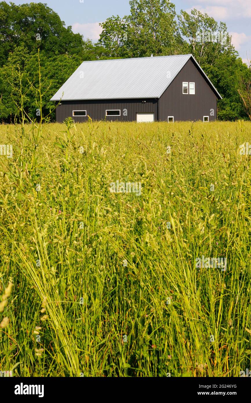 Agricultural Field Full of Grasses and Plants Stock Photo - Alamy