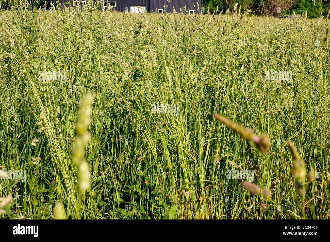Agricultural Field Full of Grasses and Plants Stock Photo - Alamy