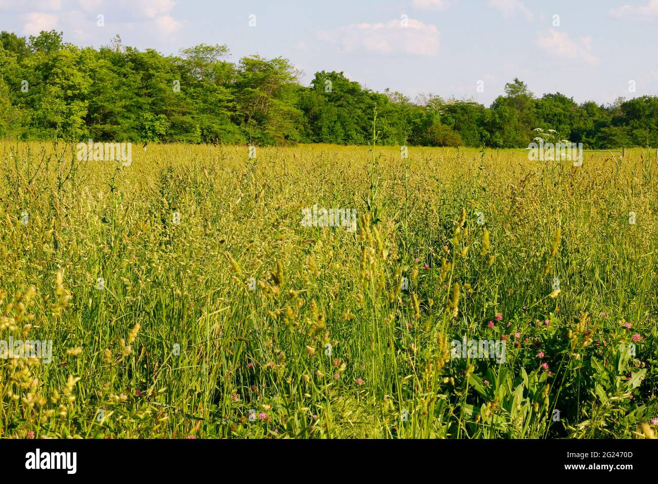 Field full of grasses hi-res stock photography and images - Alamy