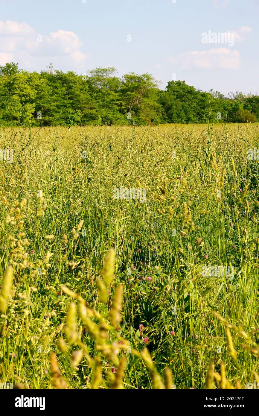 Agricultural Field Full of Grasses and Plants Stock Photo - Alamy