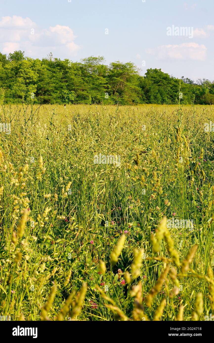 Agricultural Field Full of Grasses and Plants Stock Photo - Alamy