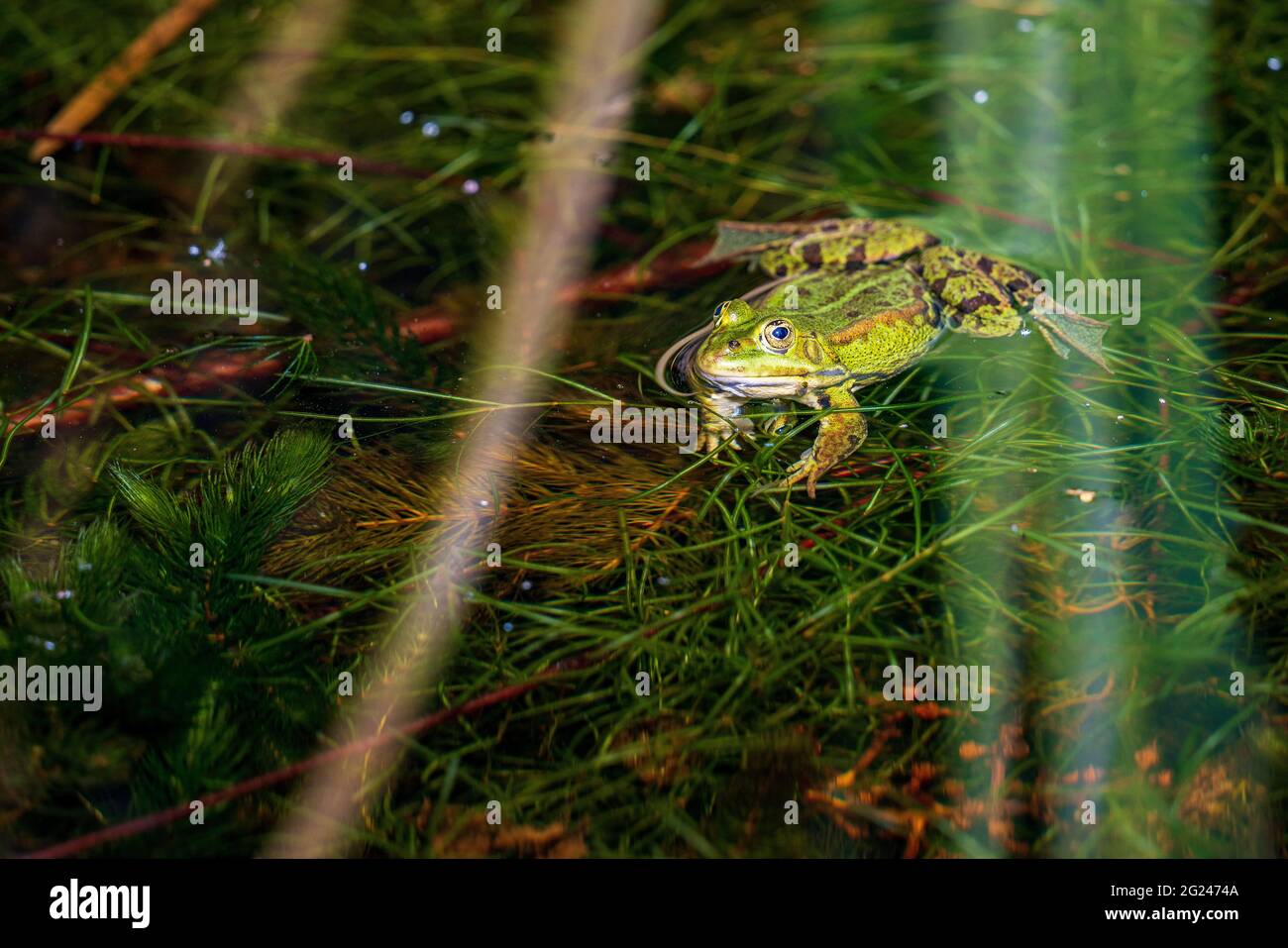 Calling pond frog in the water Stock Photo - Alamy