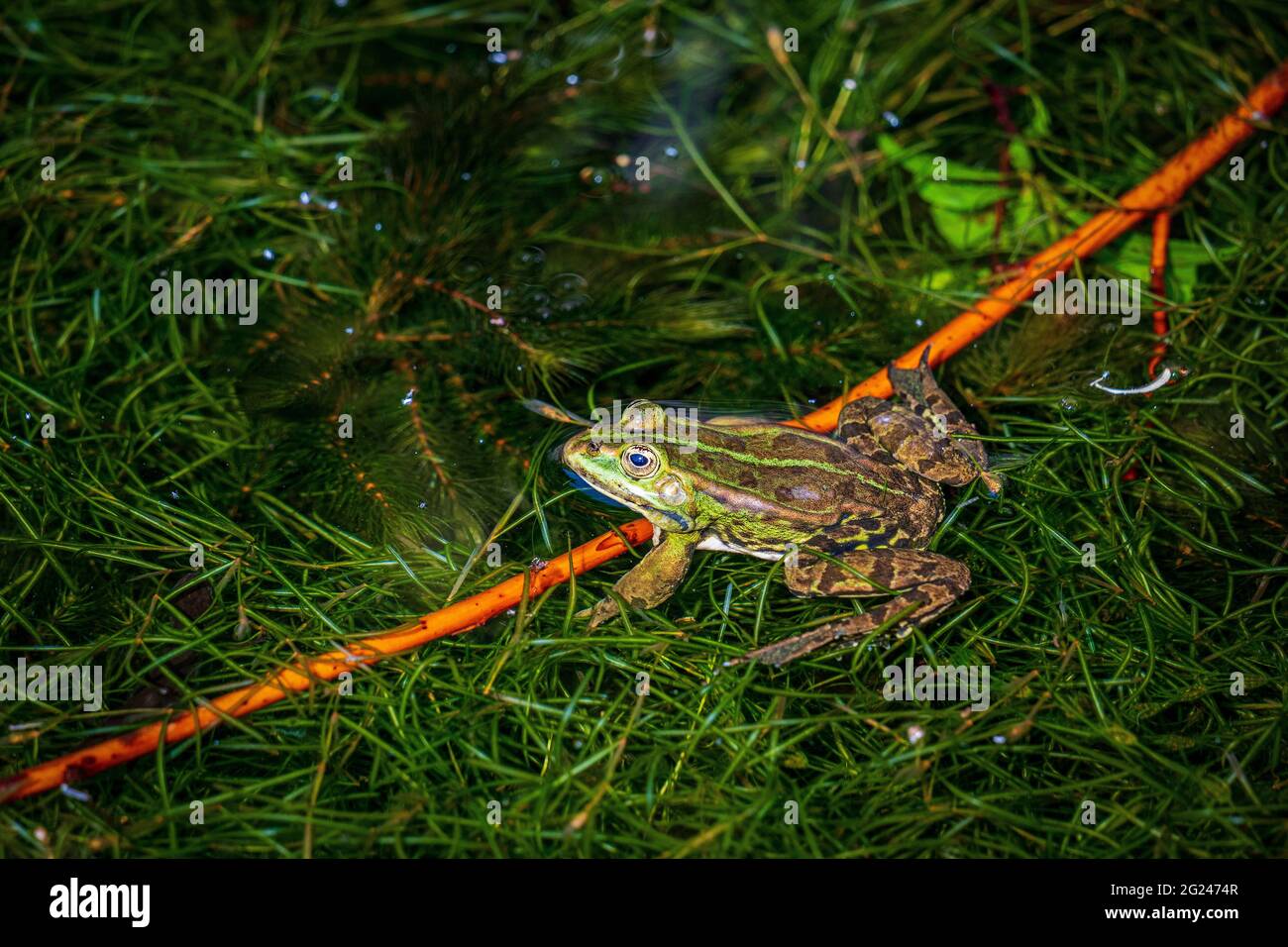 Calling pond frog in the water Stock Photo - Alamy