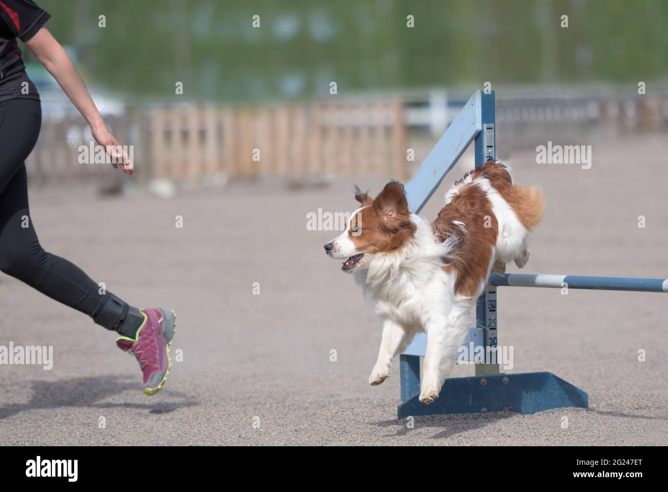 Closeup view of a cute dog jumping over the metal fences while training ...