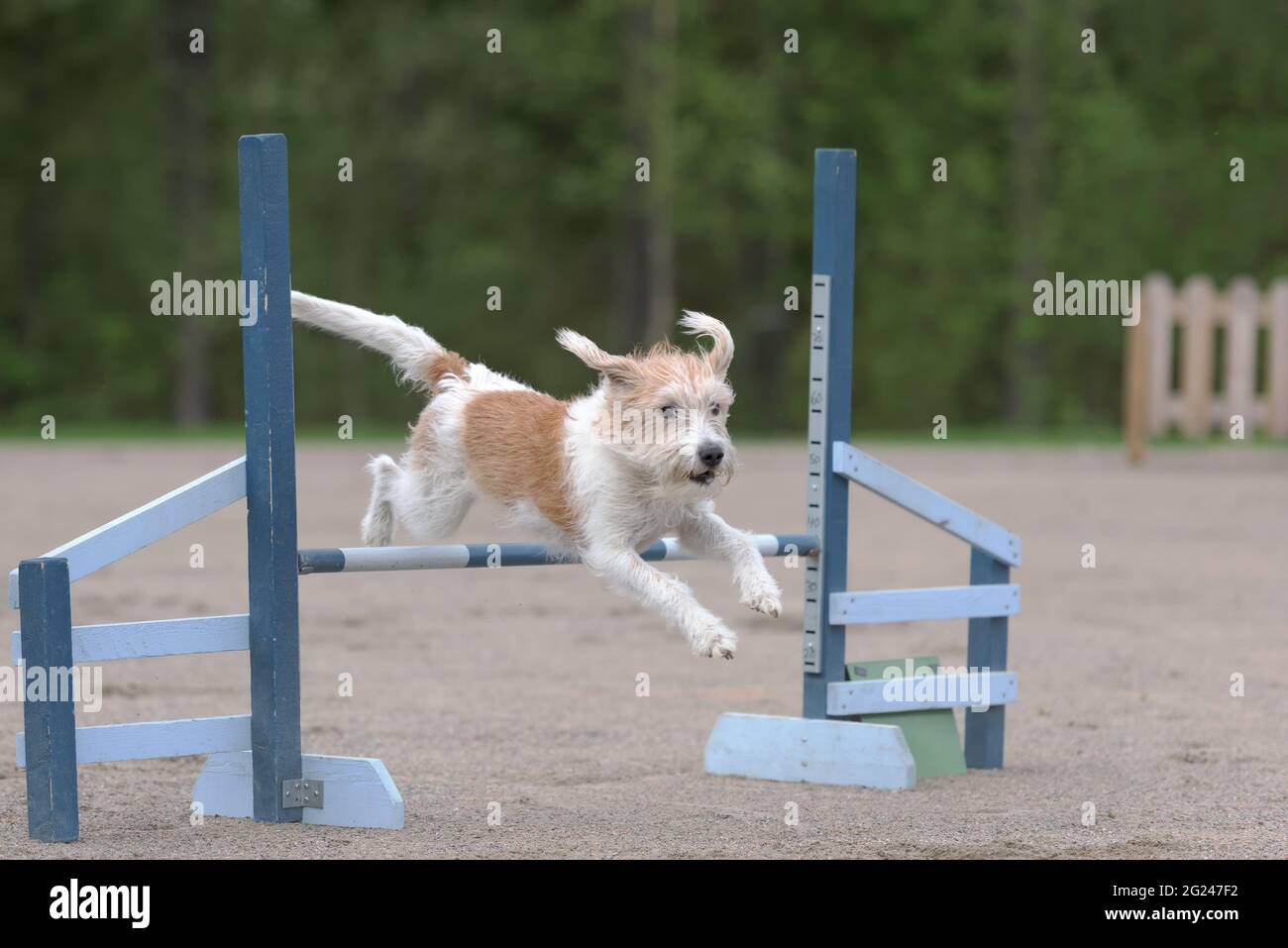 Closeup view of a cute dog jumping over the metal fences while training ...
