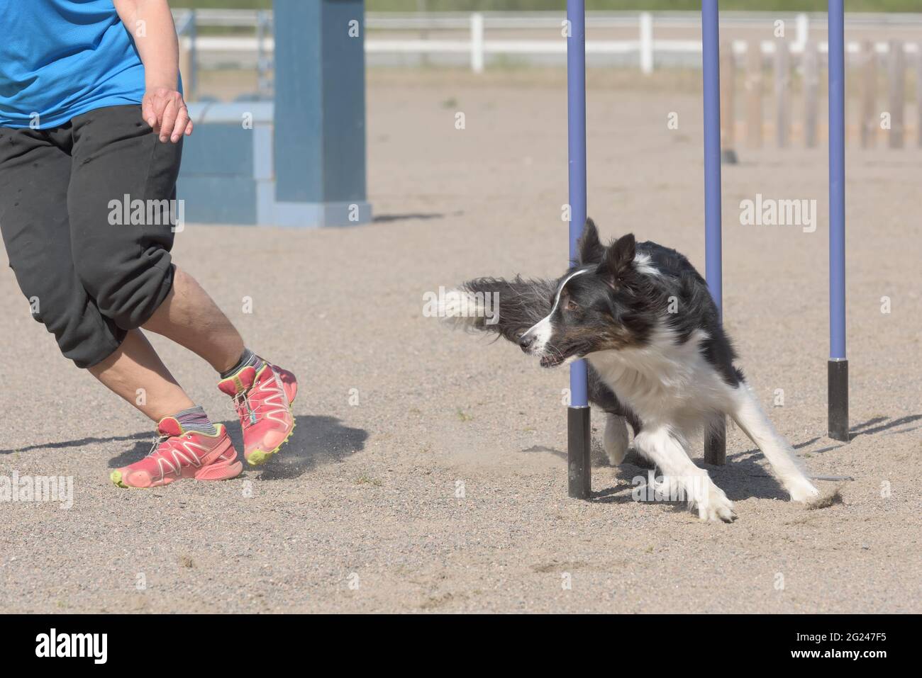 Closeup view of a cute dog running over the metal fences while training ...