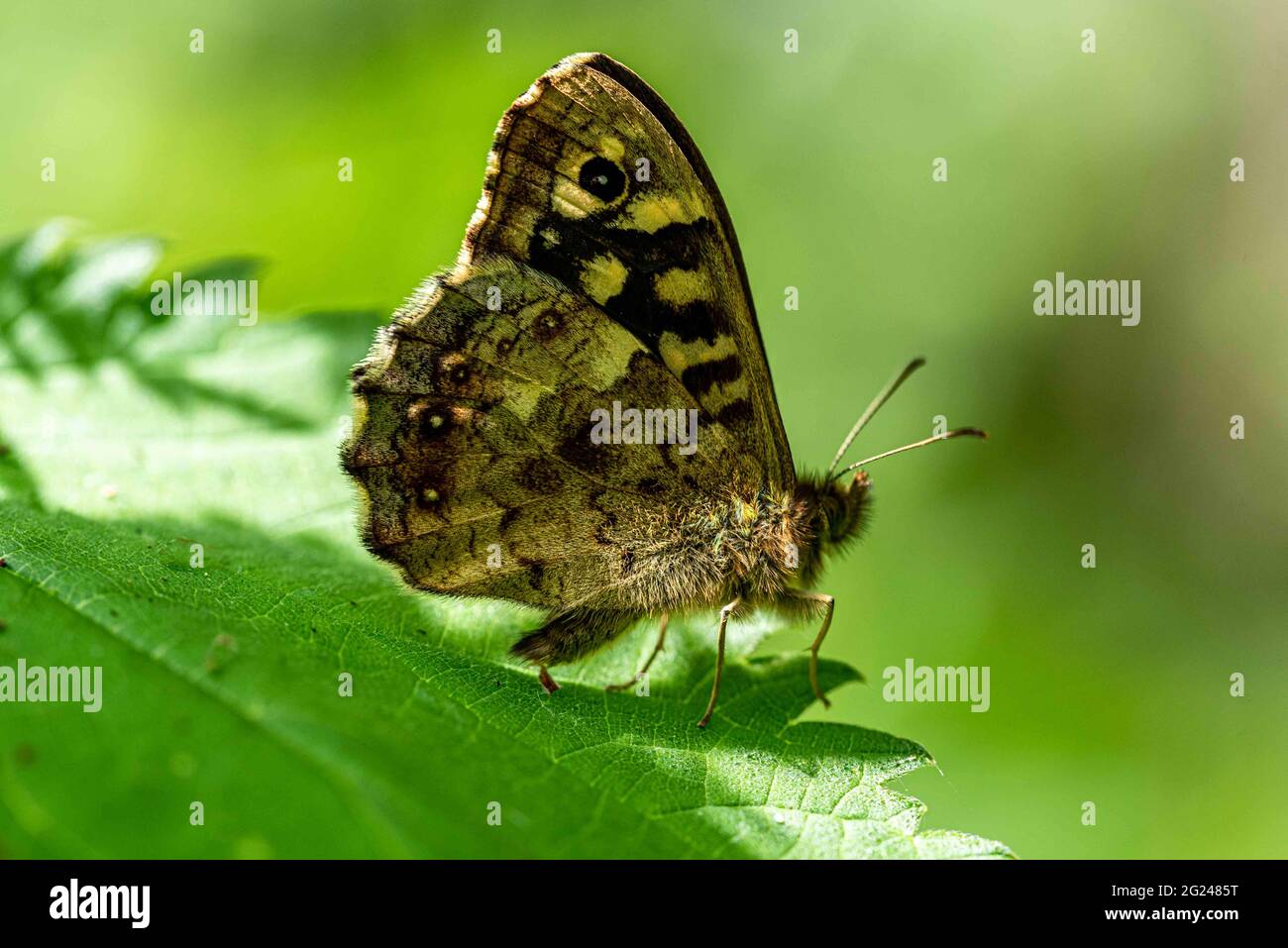 Speckled wood butterfly Stock Photo - Alamy